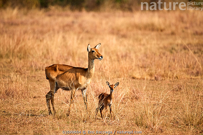 Stock photo of Female Ugandan Kob (Kobus kob thomasi) and calf on alert ...