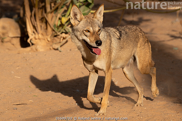 Stock photo of Arabian wolf (Canis lupus arabs) walking across sandy ...