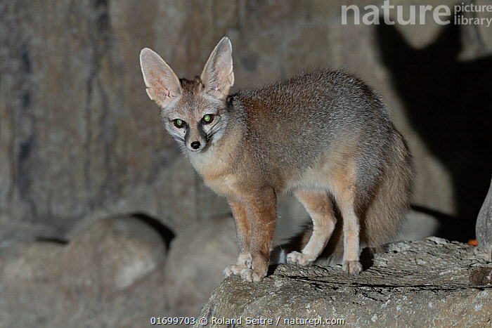 Stock photo of Blanford's fox (Vulpes cana) standing on a rock ledge ...