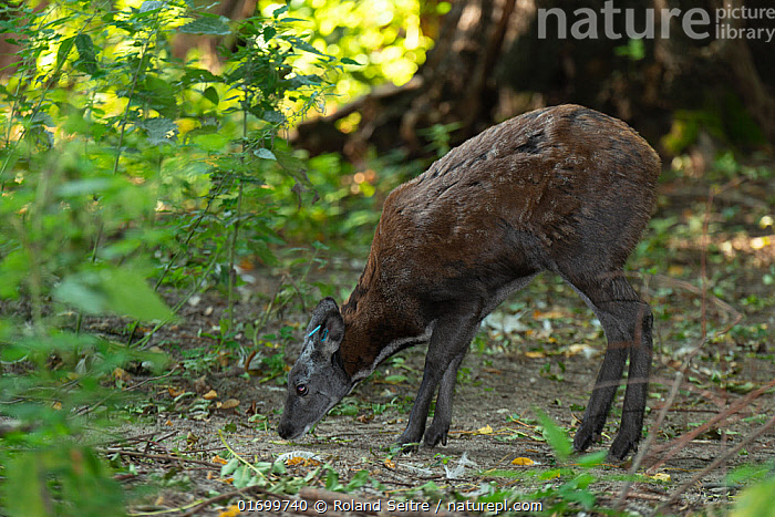 Stock photo of Siberian musk deer (Moschus moschiferus) foraging in ...