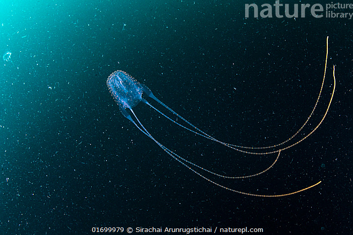 Stock photo of Box jellyfish (Cubozoa) swimming in the water column ...