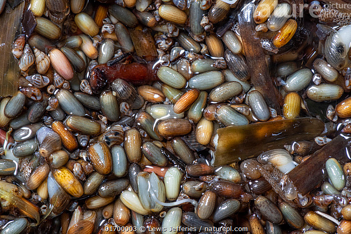 Stock photo of Seagrass (Zostera marina) seeds, close up, Project ...