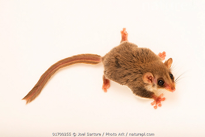 Stock photo of Feathertail glider (Acrobates pygmaeus) dorsal view ...