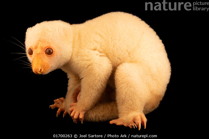 Stock photo of Common spotted cuscus (Spilocuscus maculatus) portrait ...