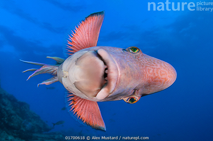 Hogfish Side View