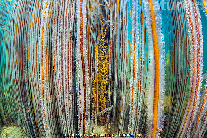 Stock photo of Dense growth of Bootlace seaweed (Chorda filum) in ...