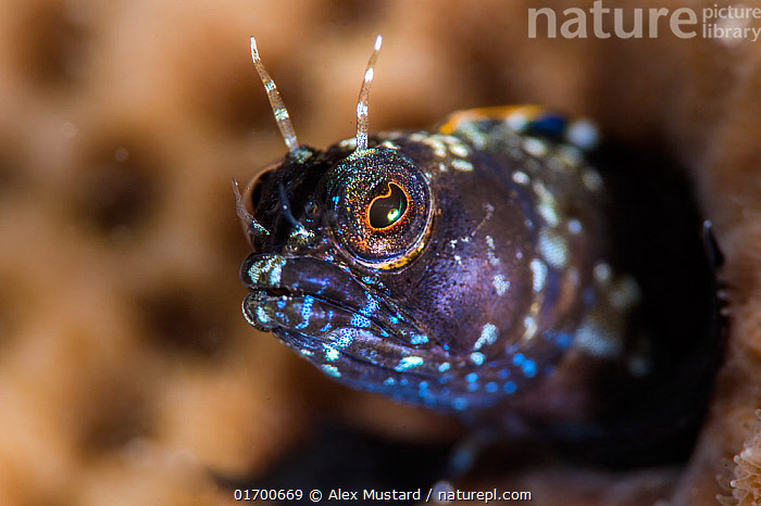 Sailfin Blenny
