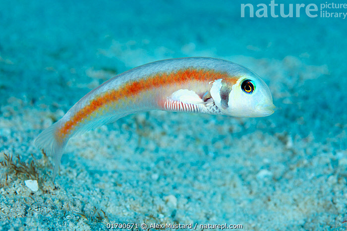 Stock photo of Female Rosy razorfish (Xyrichthys martinicensis ...