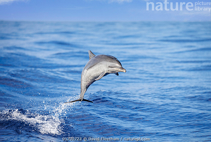 Stock photo of Pantropical spotted dolphin (Stenella attenuata) leaping ...