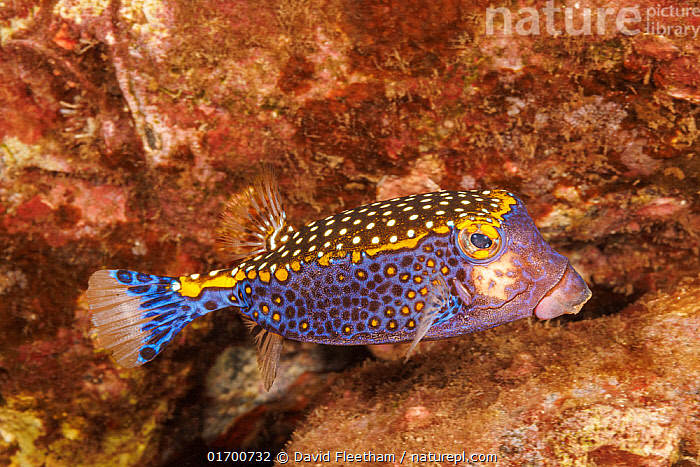 Stock photo of Male Spotted boxfish (Ostracion meleagris) portrait ...