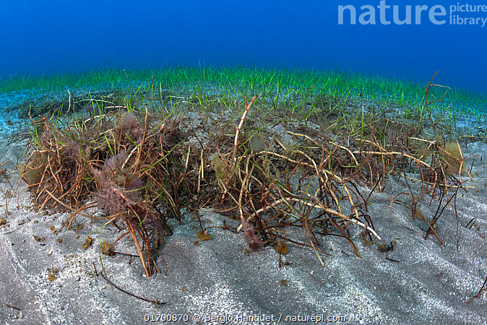 Stock photo of Little Neptune seagrass (Cymodocea nodosa) exposed root ...