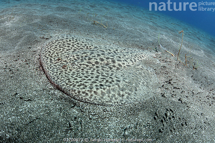 Stock photo of Marbled electric ray (Torpedo marmorata) camouflaged on ...