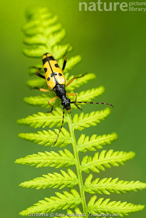 Stock photo of Spotted longhorn beetle (Rutpela maculata) on fern ...
