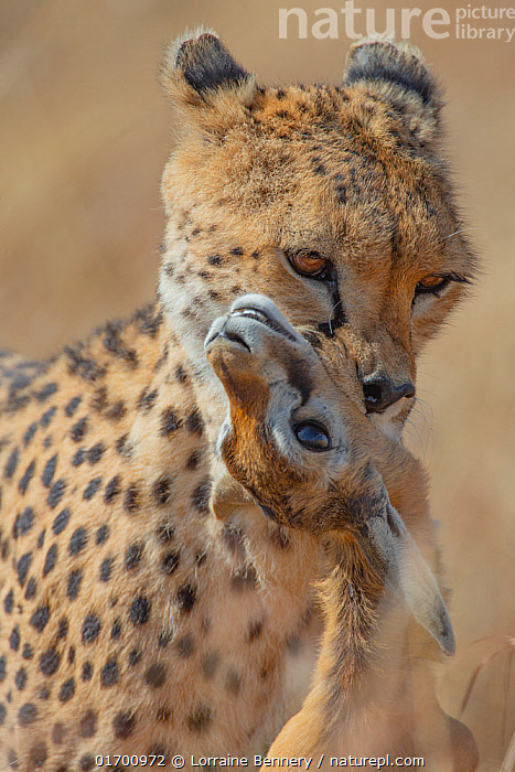 Cheetah Eating Gazelle Alive