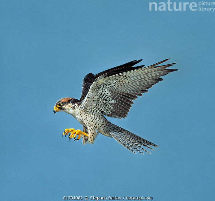 Stock photo of Lanner falcon (Falco biarmicus) in flight. Captive ...