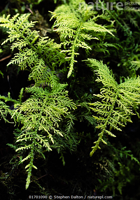 Stock photo of Feather moss (Thuidium tamariscinum).. Available for ...