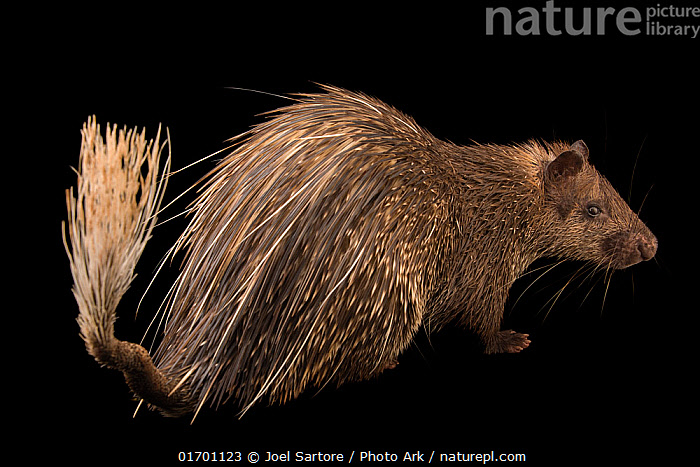 Stock photo of Asiatic brush-tailed porcupine (Atherurus macrourus ...