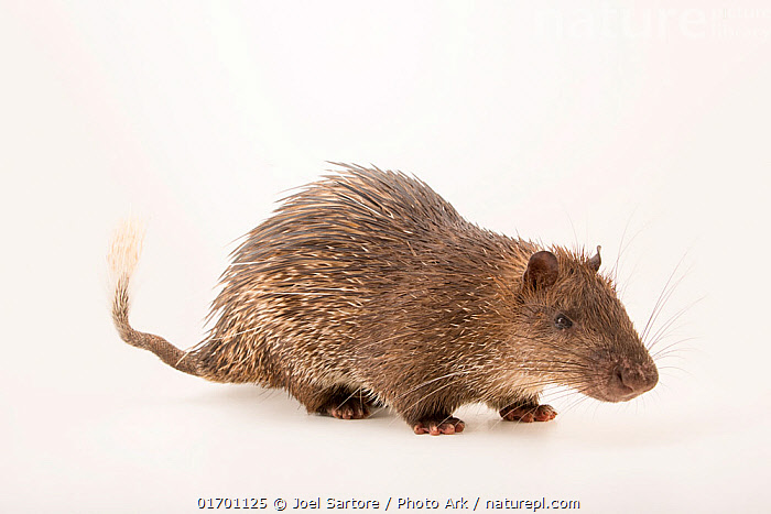 Stock photo of Asiatic brush-tailed porcupine (Atherurus macrourus ...