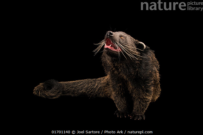 Stock photo of Palawan binturong (Arctictis binturong whitei) looking ...