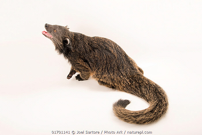 Stock photo of Palawan binturong (Arctictis binturong whitei) looking ...