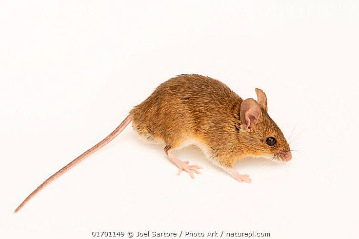 Stock photo of Long-tailed field mouse (Apodemus sylvaticus) portrait ...