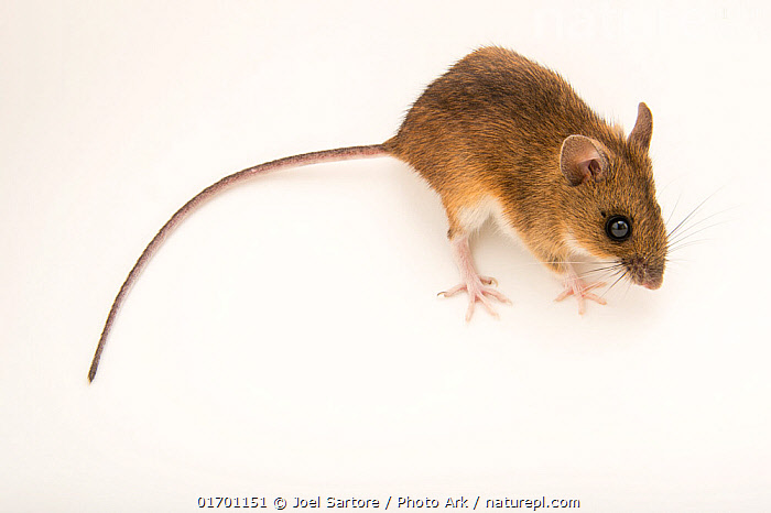 Stock photo of Alpine field mouse (Apodemus alpicola) portrait, Plzen ...