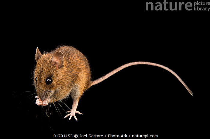 Stock photo of Alpine field mouse (Apodemus alpicola) sitting on hind ...