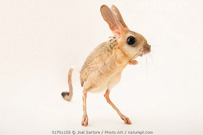 Stock photo of Four-toed jerboa (Allactaga tetradactyla) standing ...