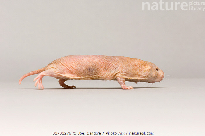Stock photo of Naked mole rat (Heterocephalus glaber) walking, portrait ...
