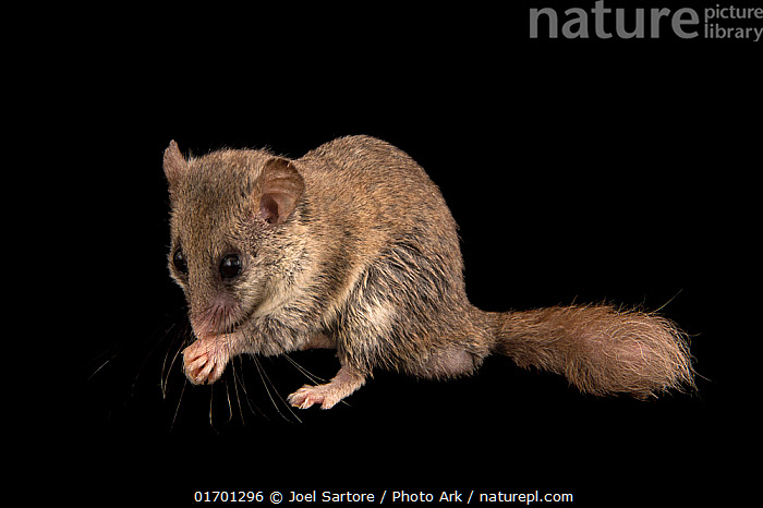 Stock photo of Woodland dormouse (Graphiurus murinus) sitting, portrait ...