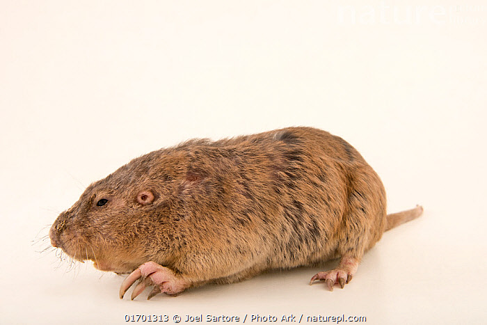 Stock photo of Plains pocket gopher (Geomys bursarius bursarius ...