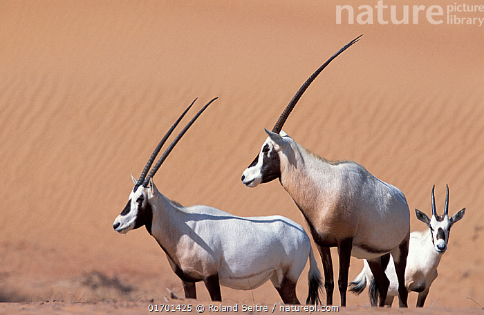 Stock photo of Three Arabian oryx (Oryx leucoryx) in the desert, Dubai ...