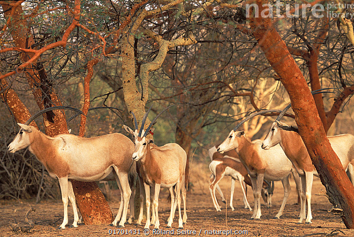 Stock photo of Scimitar oryx (Oryx dammah) herd standing under trees ...