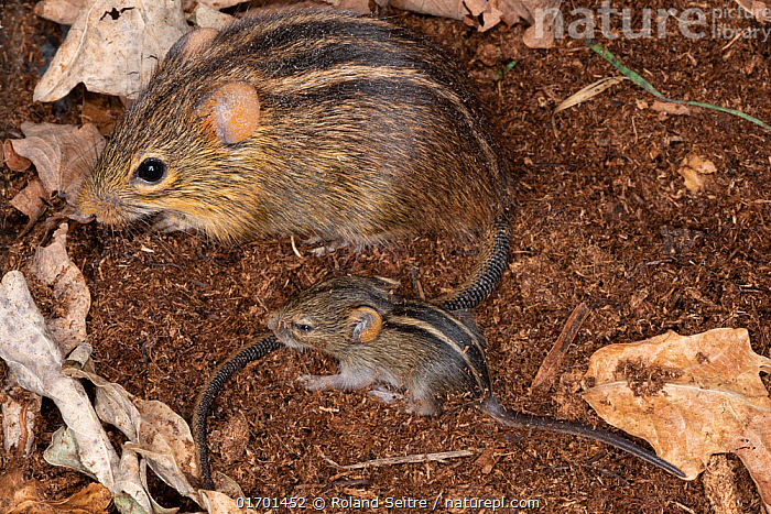 Stock photo of Four-striped rat (Rhabdomys pumilio) adult with infant ...