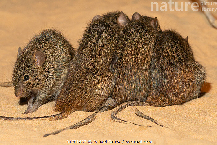 Stock photo of Four Nile rats / Kusu rats (Arvicanthis niloticus ...