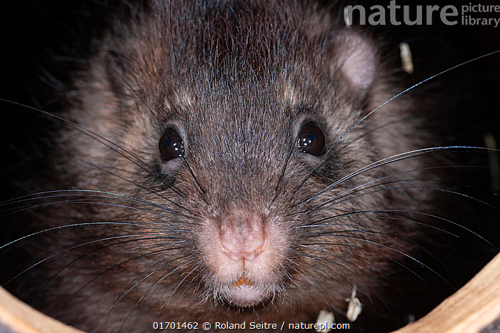 Stock photo of Heaney's bushy-tailed cloud rat (Crateromys heaneyi ...