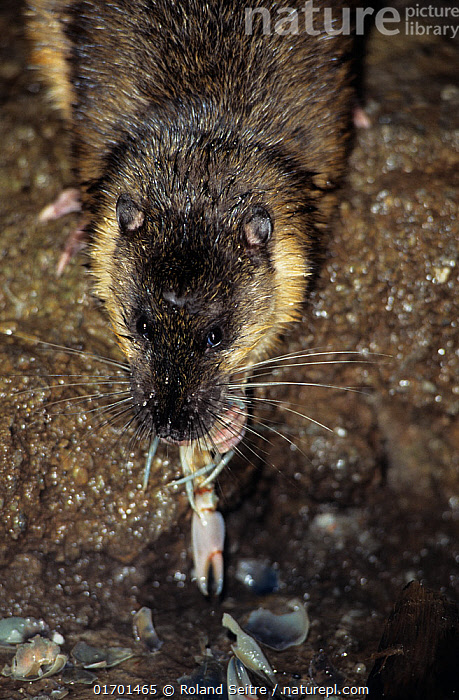 Stock photo of Golden-bellied water rat / Beaver rat (Hydromys ...