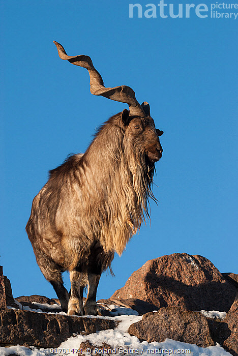 Stock photo of Male Markhor (Capra falconeri) standing on rocks against ...