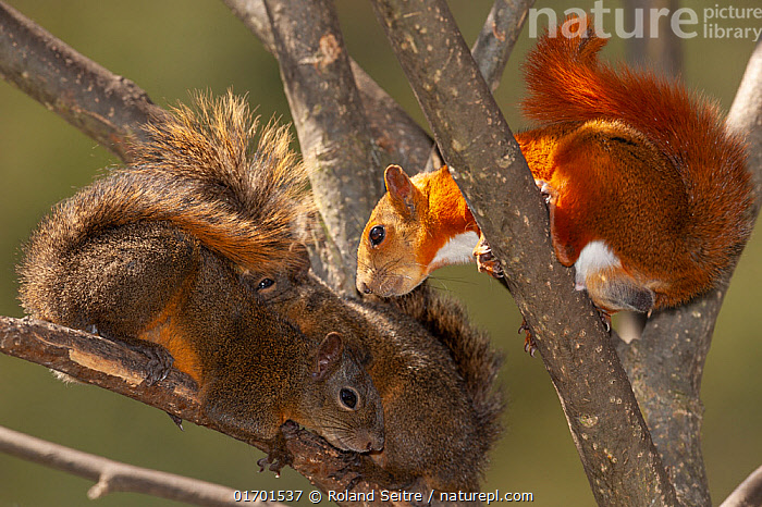 Stock photo of Three Tropical red squirrels (Sciurus granatensis ...