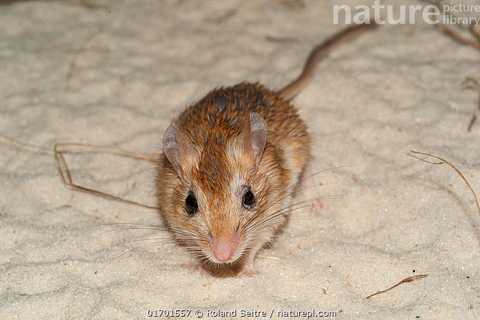 African Gerbil 2nd Gerbil Litter Gerbil Babies | Gerbil Hub