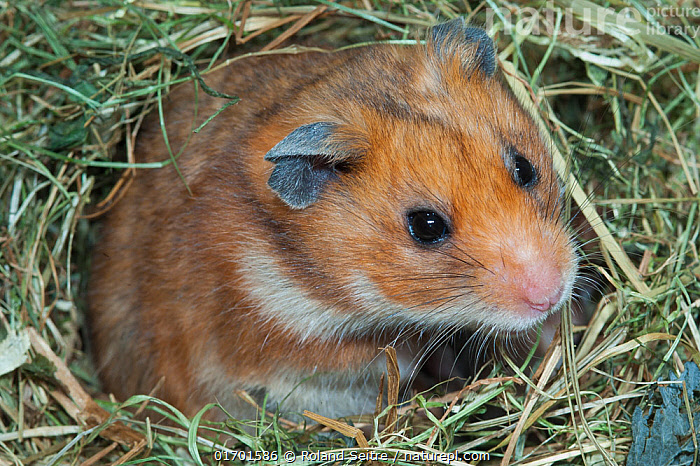 Stock photo of Golden hamster / Common black-bellied hamster (Cricetus ...
