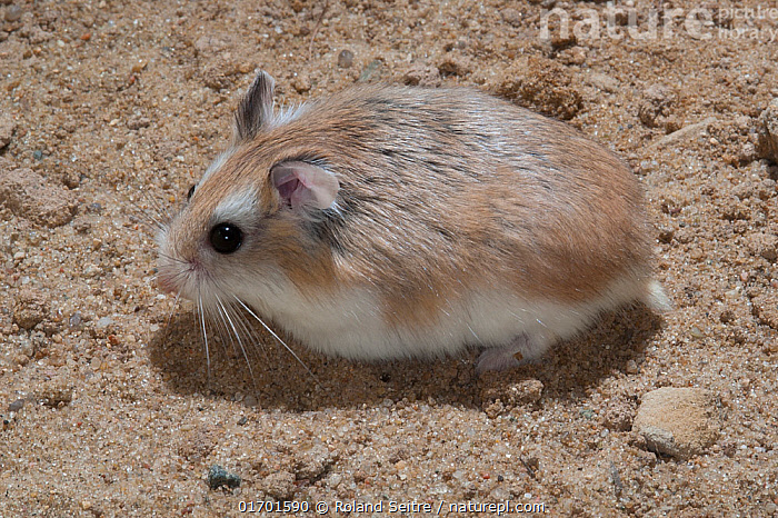 Stock photo of Desert hamster (Phodopus roborovskii) portrait, Mongolia ...