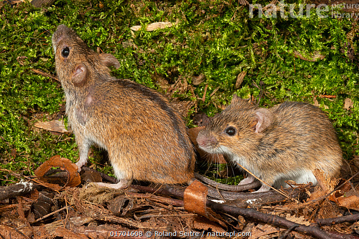 Stock photo of Two Striped field mice (Apodemus agrarius) portrait ...