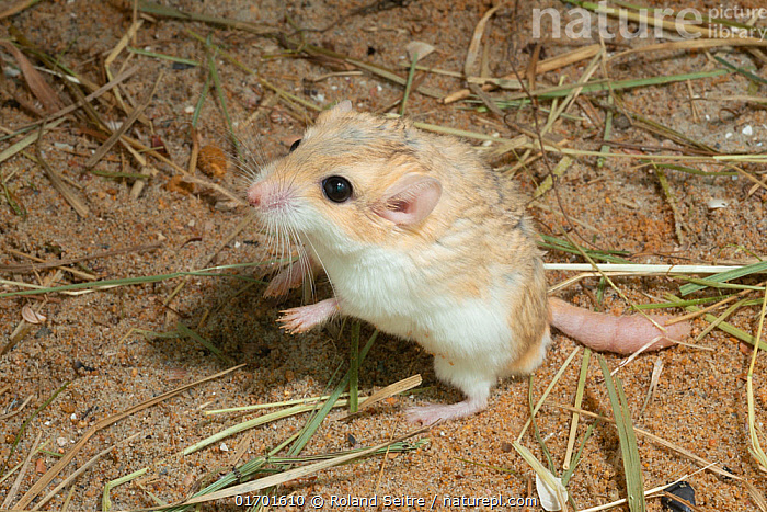 Stock photo of Fat-tailed gerbil (Pachyuromys duprasi) sitting on hind ...