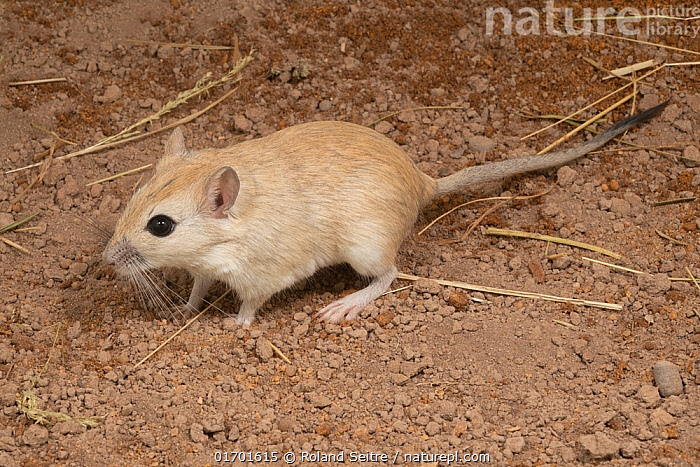 Stock photo of Pale Gerbil (Gerbillus perpallidus) portrait, Plzen Zoo ...