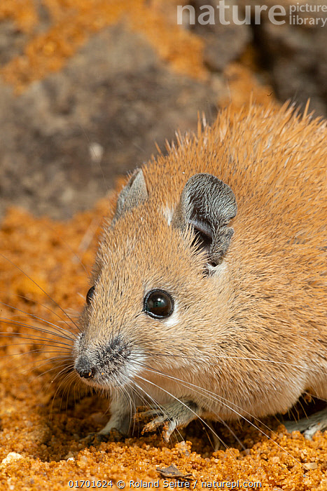 Stock photo of Golden spiny mouse (Acomys russatus) portrait, Plzen Zoo ...