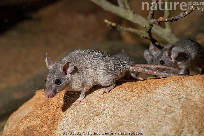 Stock photo of Group of Cairo spiny mice / Northeast African spiny mice ...