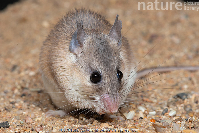 Egyptian Spiny Mouse