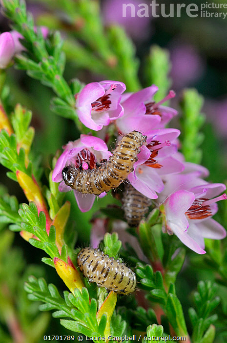 Stock photo of Heather beetle (Lochmaea suturalis) larvae feeding on ...