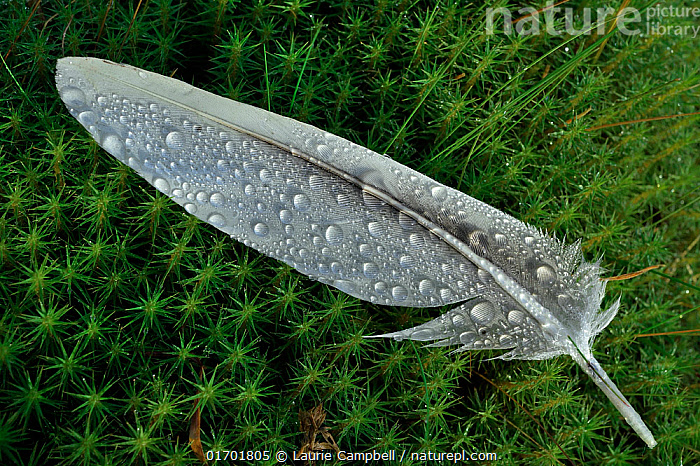 Stock photo of Pink-footed goose (Anser brachyrhynchus) feather covered ...